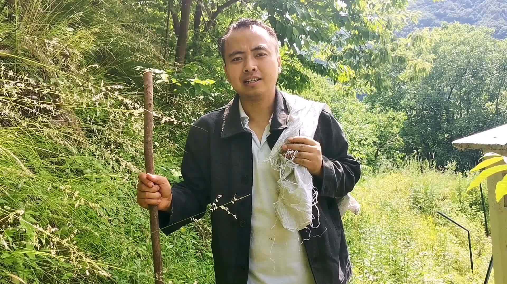 大山里腐殖好的松树皮,是养兰花最好植料,大家觉得呢