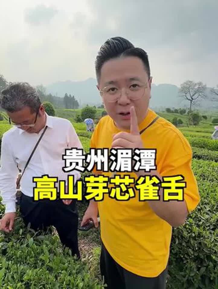 ...高山芽芯雀舌 在贵州本地喝茶!!主打的就是一个奢侈!!!全芽芯的绿茶...