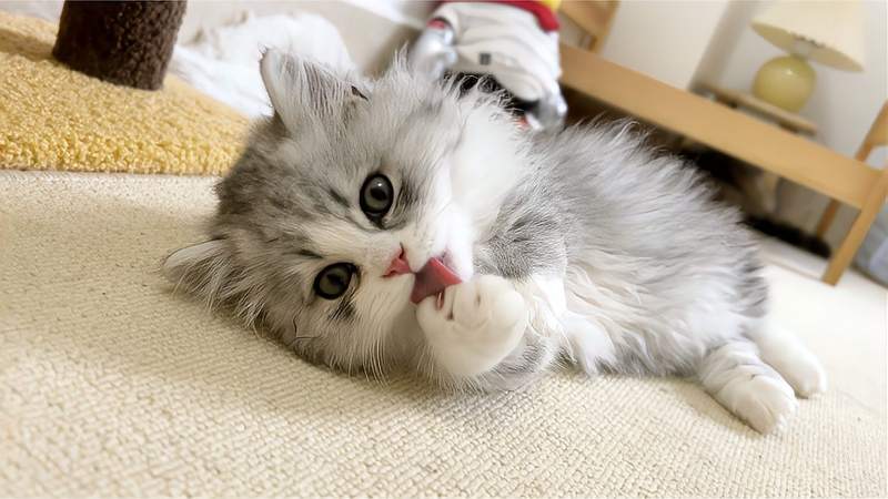 这么会撒娇的小猫咪谁能不爱呢!