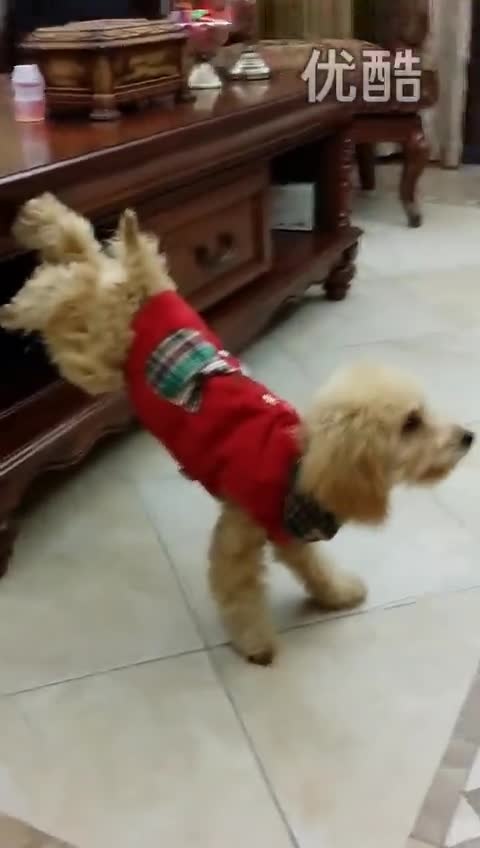 我家狗狗表演杂技