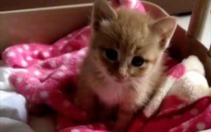小奶猫 踩奶?or找奶?!