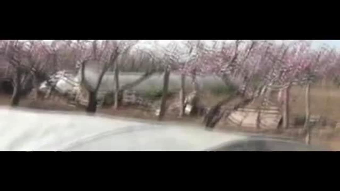 罂粟苗当菜吃被拘 加强禁毒宣传刻不容缓