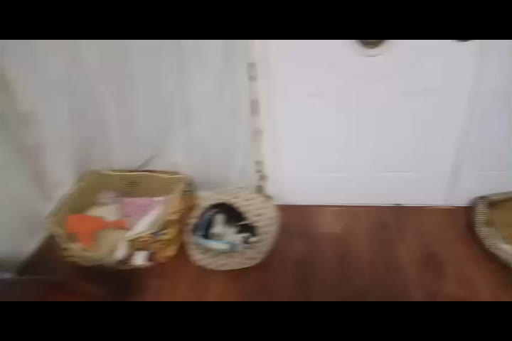 ...两猫一狗的田园生活 !惬意,天天吃吃喝喝再一起睡觉!居然不打架!