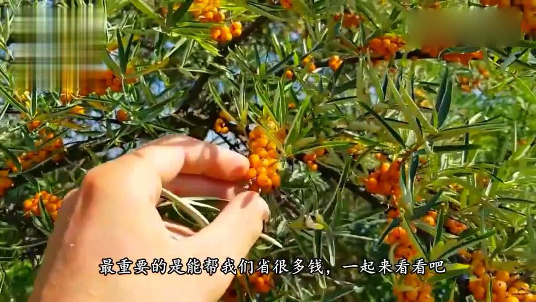 这么多年才知道,农村山上的沙棘果用途如此神奇,能省很多钱