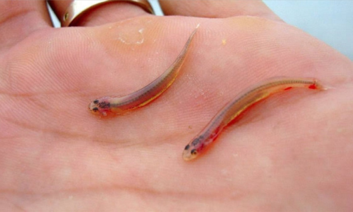 全球最可怕的鱼,比食人鱼危害大100倍,网友:遇见了赶紧逃!