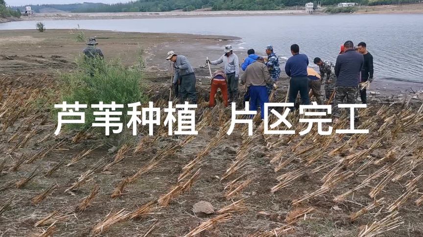 #田间地头 芦苇种植 水生态修复