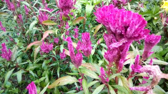 在农村有这样的花,这样的花有药用价值,各位网友,这是什么花