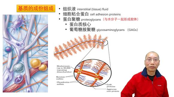 090 结缔组织结构成份1 基质