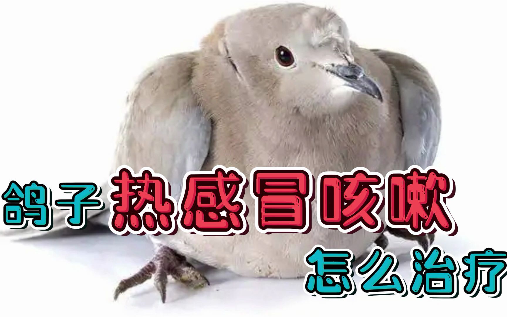 鸽子热感冒咳嗽怎么治疗