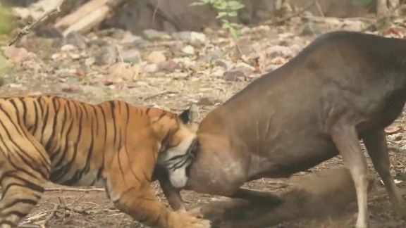 森林之王亲自示范:教科书般的捕猎技巧,生擒水鹿!
