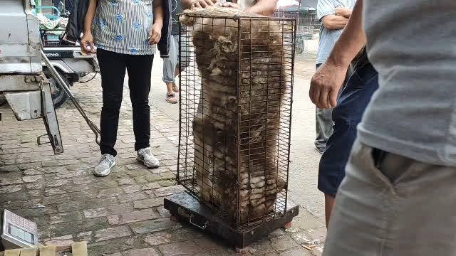因伤人被卖给狗肉贩!装笼时拼命反抗,像知道结果一样绝望挣扎