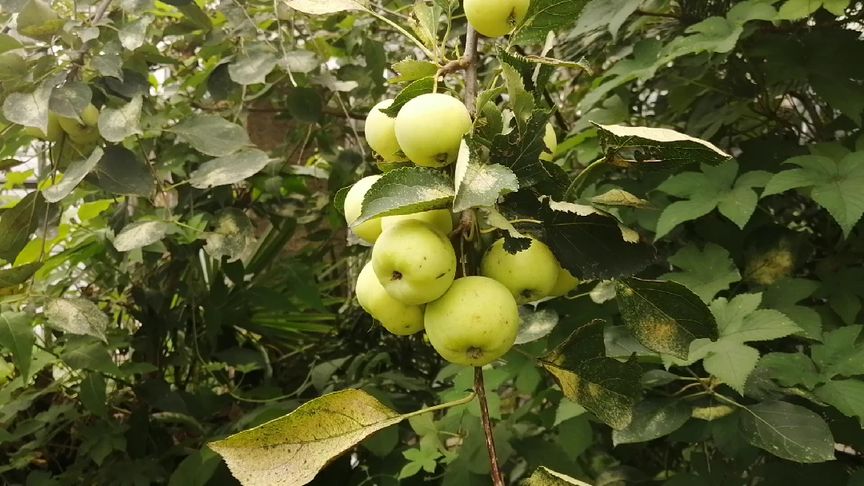 院子里的梨生长得很好,但发现叶片上出现了大量毛毛虫