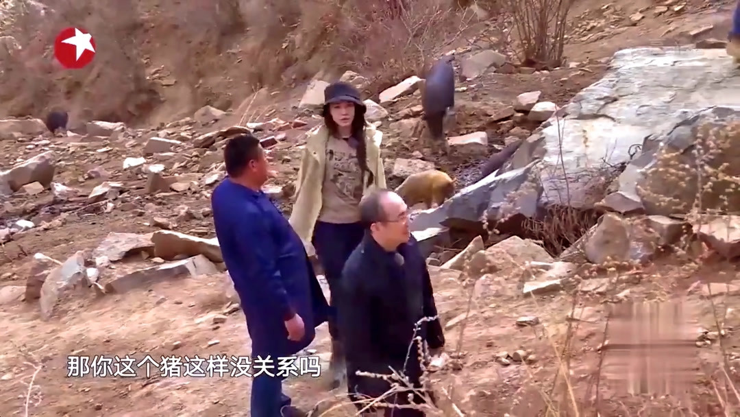 我们在行动:孙玺国养黑猪不破坏生态环境,郭碧婷发现商机!