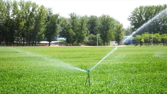 小麦进入灌浆期,灌浆水至关重要,掌握好这几点小麦顺利丰收!