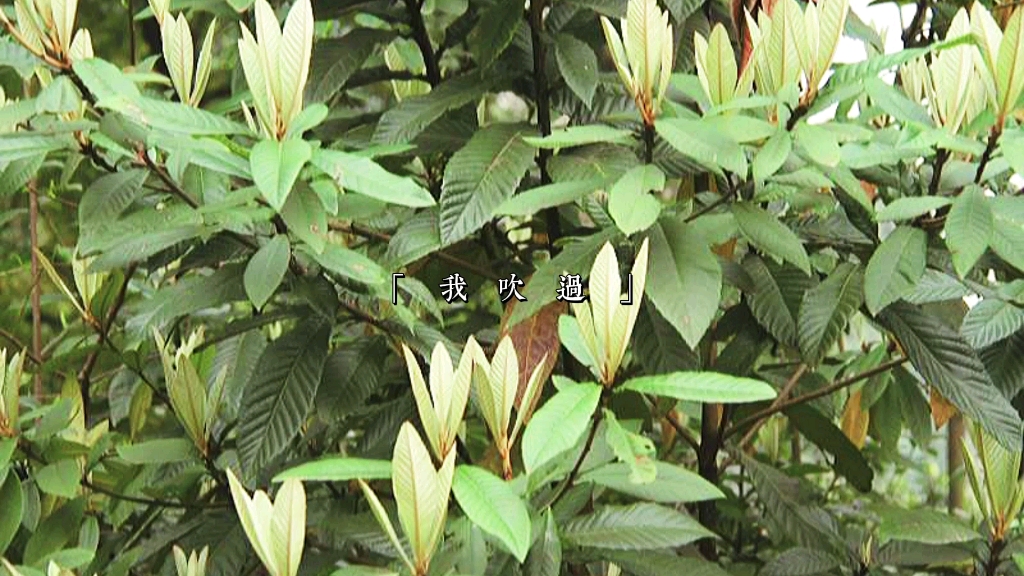 魅力中草药每日一药之枇杷叶