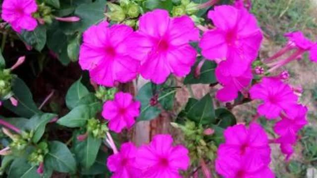 农村常见的“洗澡花”,只在天黑的时候开花,对女性美容特别有效