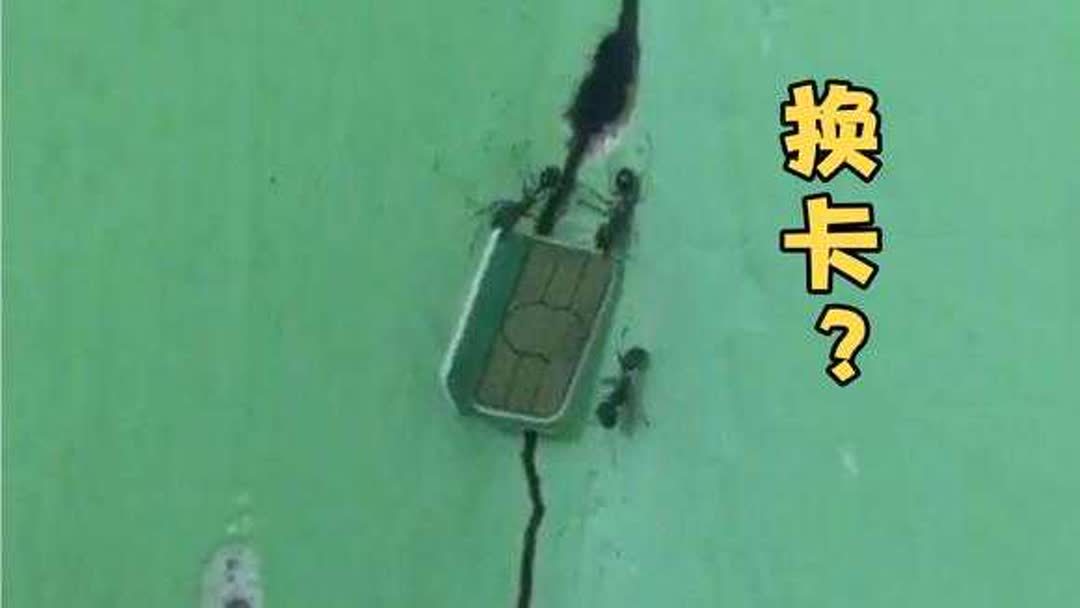 你拿手机卡过来干嘛?蚂蚁:我想将4G网络升级为5G。#搞笑一刻#