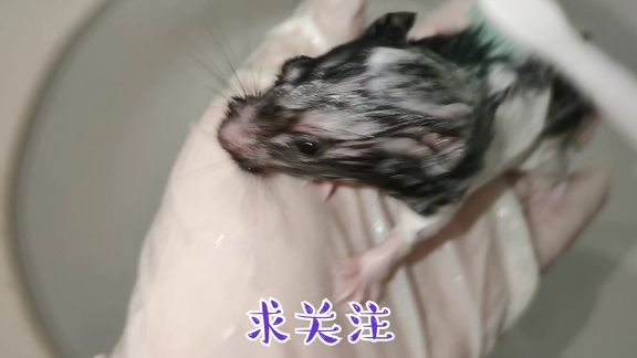 主人居然用最近特别火的电动牙刷给仓鼠洗澡?妈呀太奢侈了!