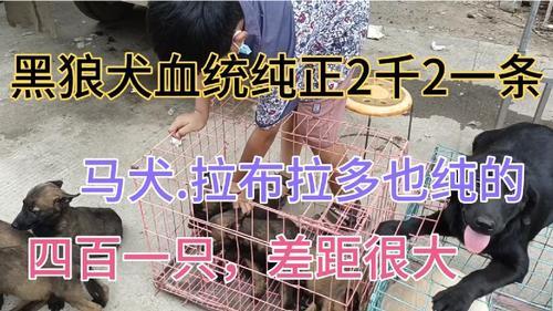黑狼犬血统纯正2200一条,纯种马犬拉拉四百一只差别很大