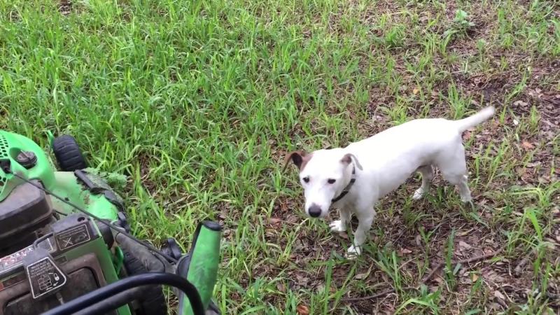 狗狗们搞笑的奇葩表现,让人忍俊不禁#爆笑动物在哪里#