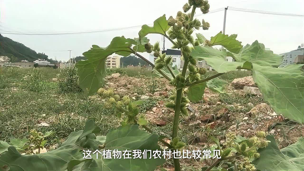 农村这种粘人的"苍耳子",殊不知它的作用非常大