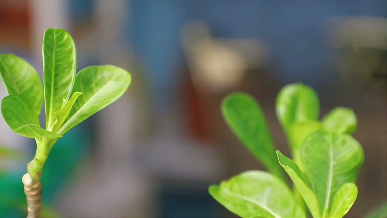 沙漠玫瑰生长慢?养好根系才是重点,后期生长更快速