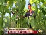 [今日亚洲]香烟伴随他们成长 印尼儿童烟民之现状