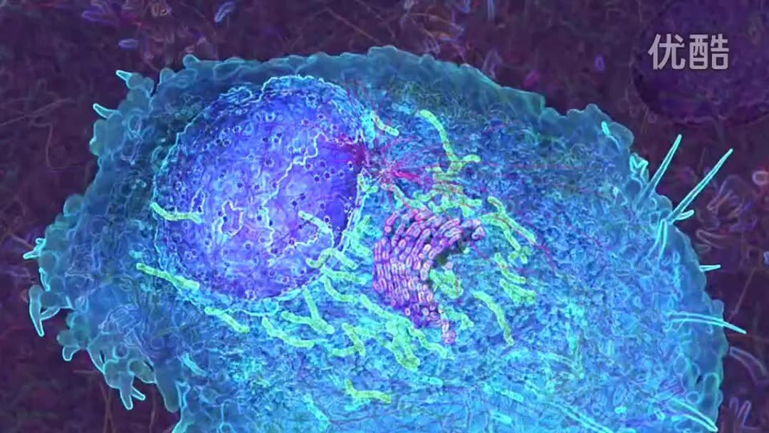 线粒体-人体细胞显微镜下观察