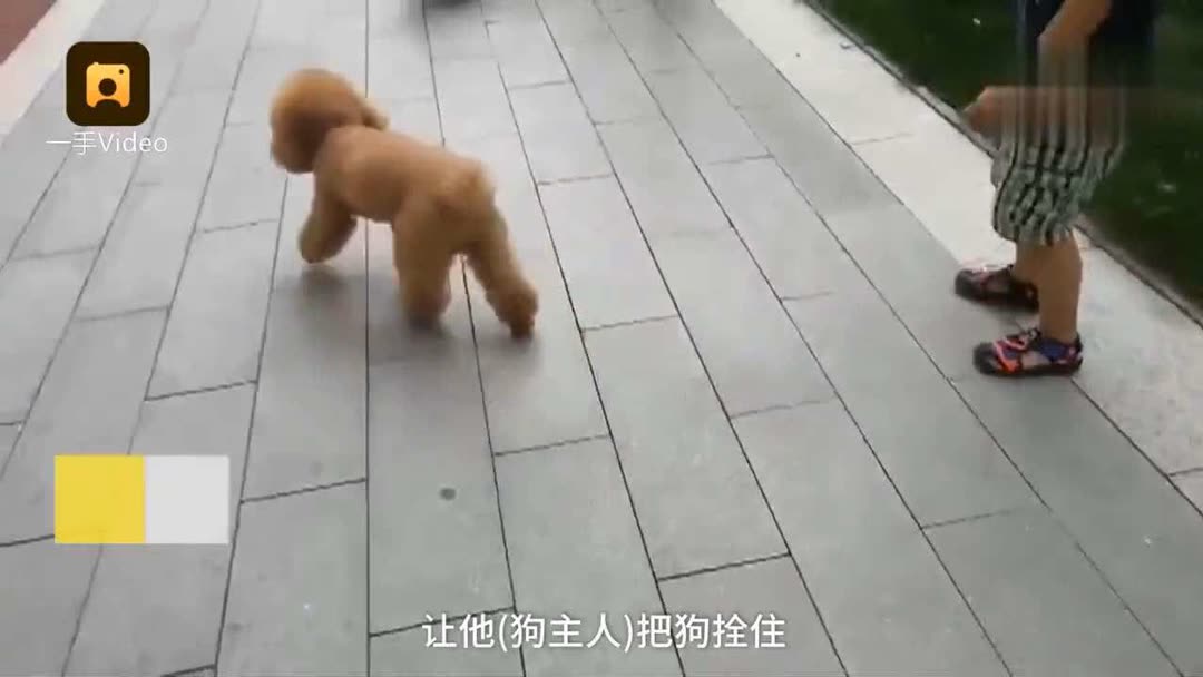 泰迪不拴绳猛扑女童 狗主人:咬到打狂犬疫苗就行