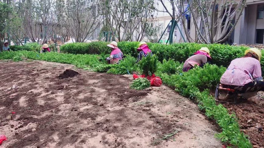 小苗栽植,#园林绿化