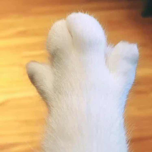 今日稳拿两枚金牌 