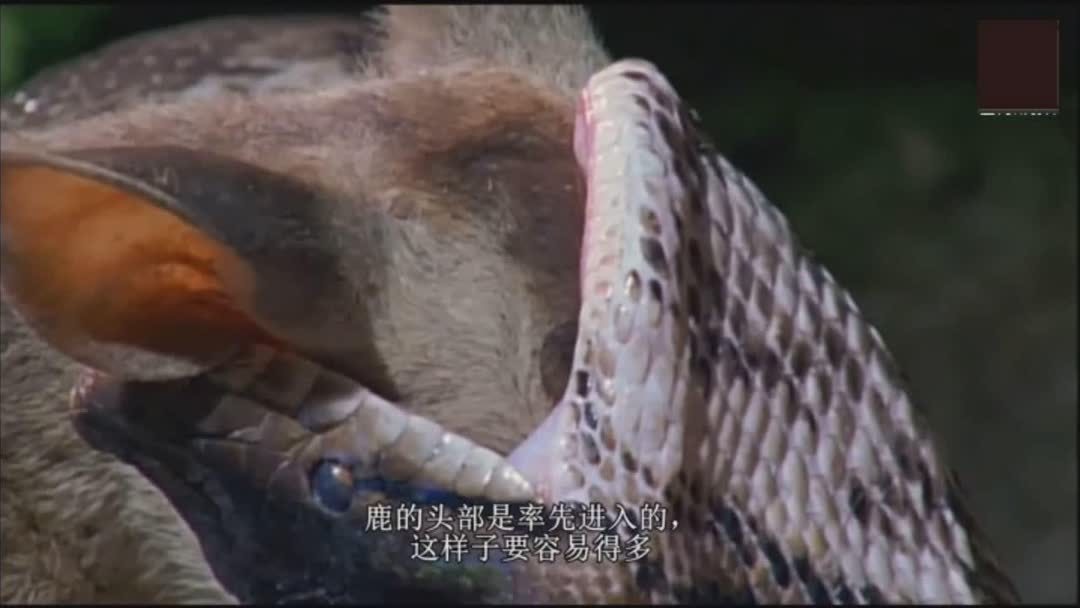 巨蟒吞食一只比它大的鹿,需要把气管伸出外面呼吸,消化功能特强