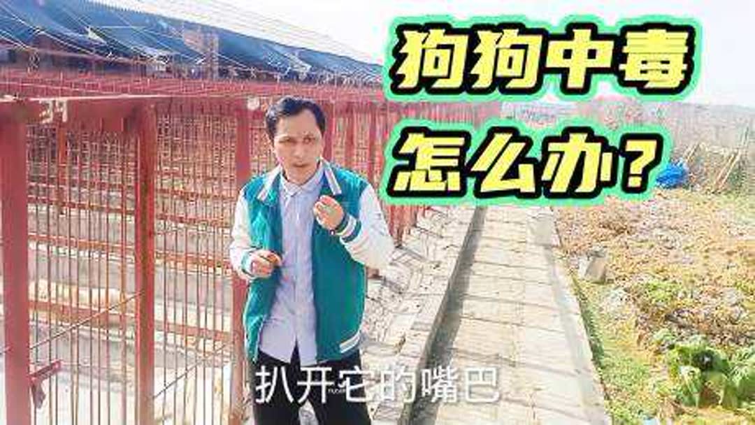 狗狗误食中毒了怎么办?不妨试试这个方法,狗狗立马转险为安