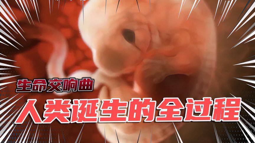 《生命交响曲》—人类诞生的全过程,从受精到出生,母爱伟大!