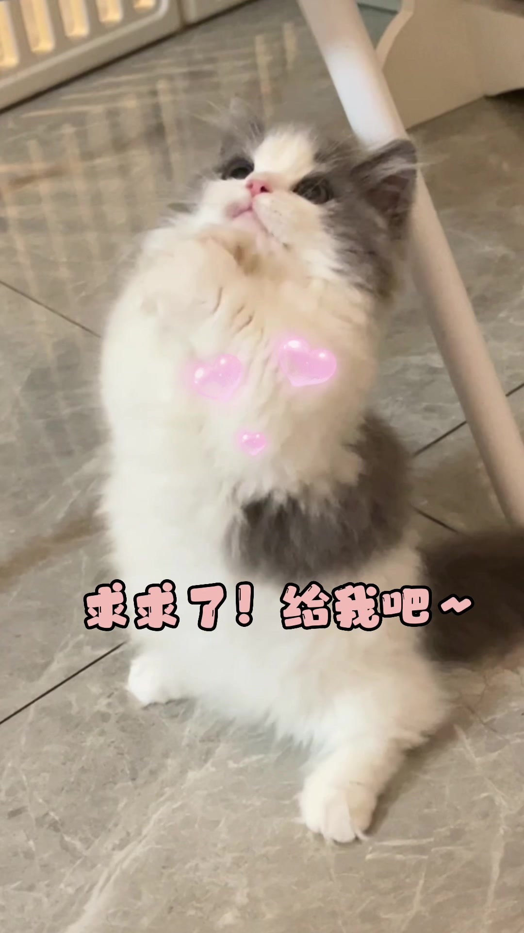 咱就是说一根棉签对小猫咪的诱惑有多大!#矮脚猫 #今日份小可爱已...