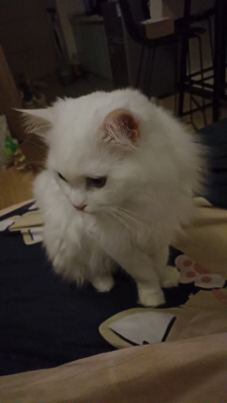 不是 你在狗叫什么?[原神_生气]