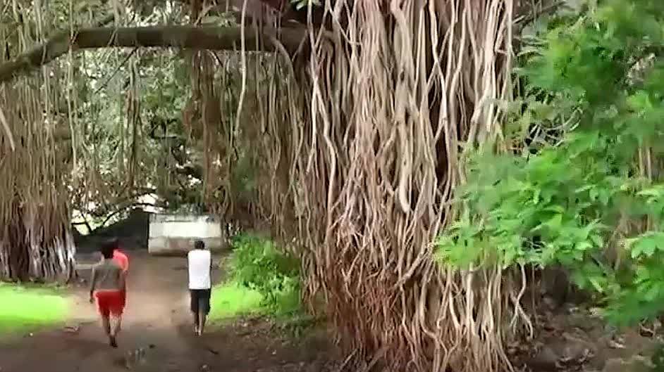 你知道世界最大的树在哪吗?可以独木成林,可容纳千人乘凉