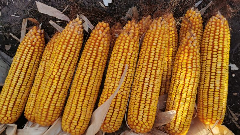 玉米农药除草剂,杀虫剂农民如何更高效,更经济,更安全的使用。