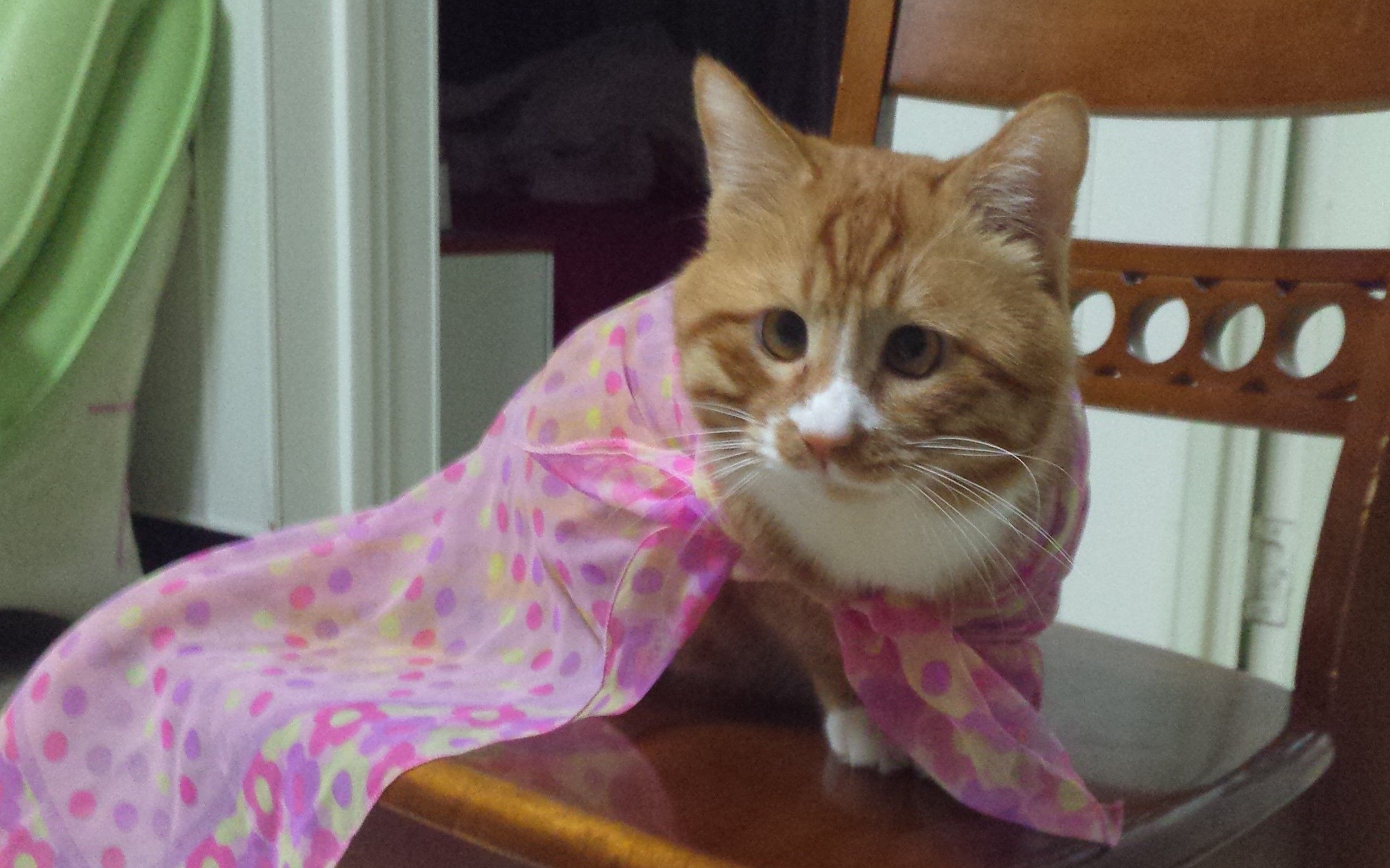 Baby Scratch My Back 布鲁斯口琴初学级教程20.1-20.6 辉煌之欢