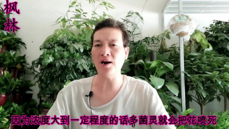 杀菌剂,多菌灵,在养花过程中的妙用