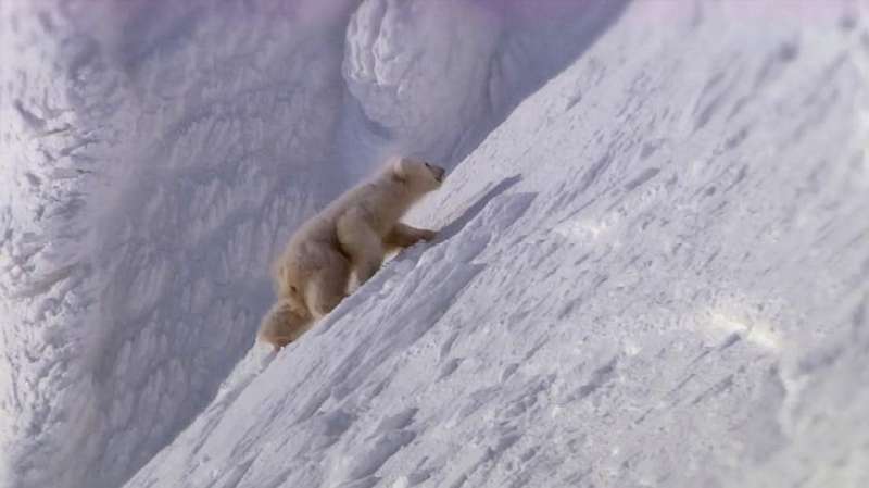 北极发现一北极熊幼崽,孤零零让人心疼,背后原因让人深思