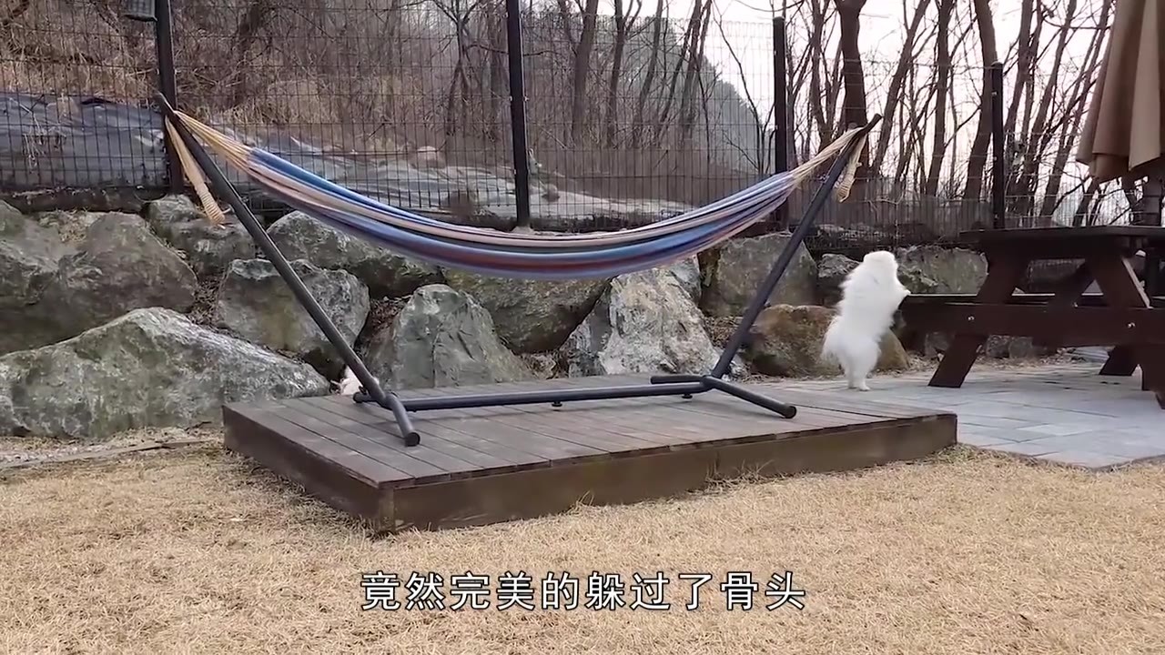 狗狗的鼻子真的灵敏吗?主人亲自测试,小家伙的反应太搞笑