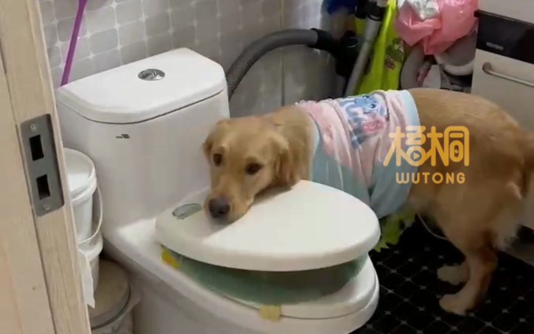 狗狗在家学会自己蹲马桶上厕所,还会自己盖马桶盖冲马桶