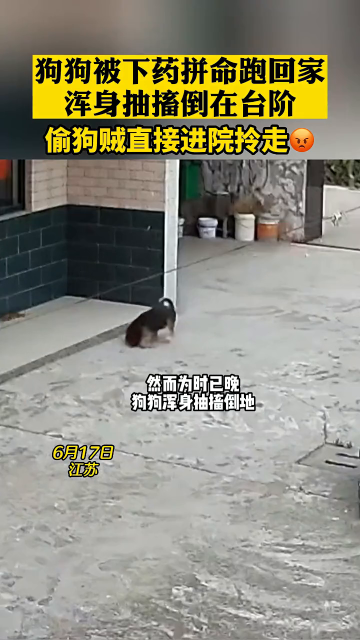 狗狗中毒拼命跑回家,浑身抽搐倒在台阶,偷狗贼进院子直接拎走