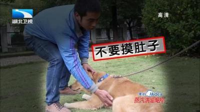 这几种小招数可以让你轻松取得陌生狗狗的信任,让你更加安全!