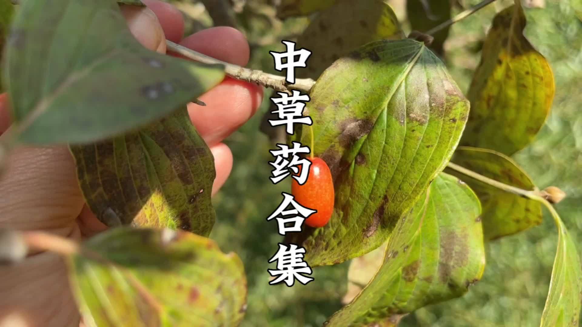 50种农村常见中草药,农村人把它们当成宝,你都认识哪几种