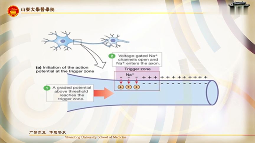 医学生理学:2.3.2细胞膜上的生物电—局部、动作电位传导(二)