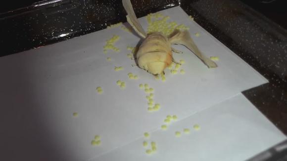 蛾子蚕卵,一般一只能产卵500-1000个,快来数一数吧