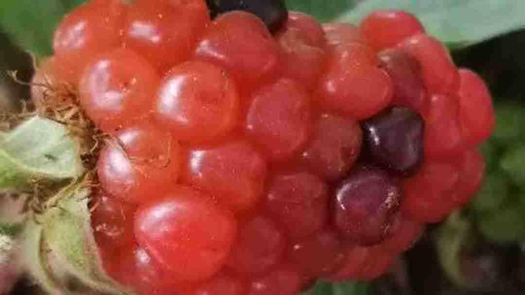 树莓开花到结果