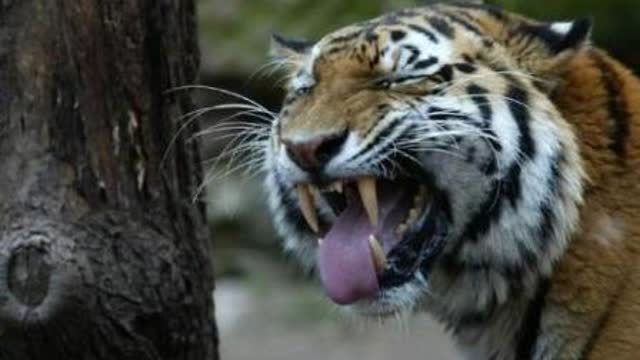 谁才是霸主?全球猛兽战斗力排行榜,老虎进不了前五,不服来辩!